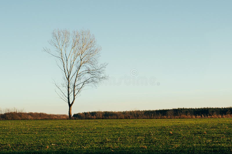 Lonely Tree on the Field in Early Spring Stock Image - Image of plain ...