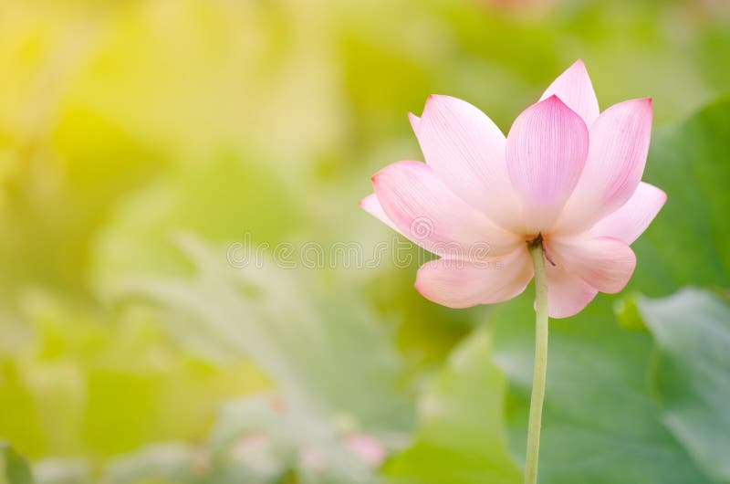 Morning lotus stock photo. Image of morning, elegance - 36235580