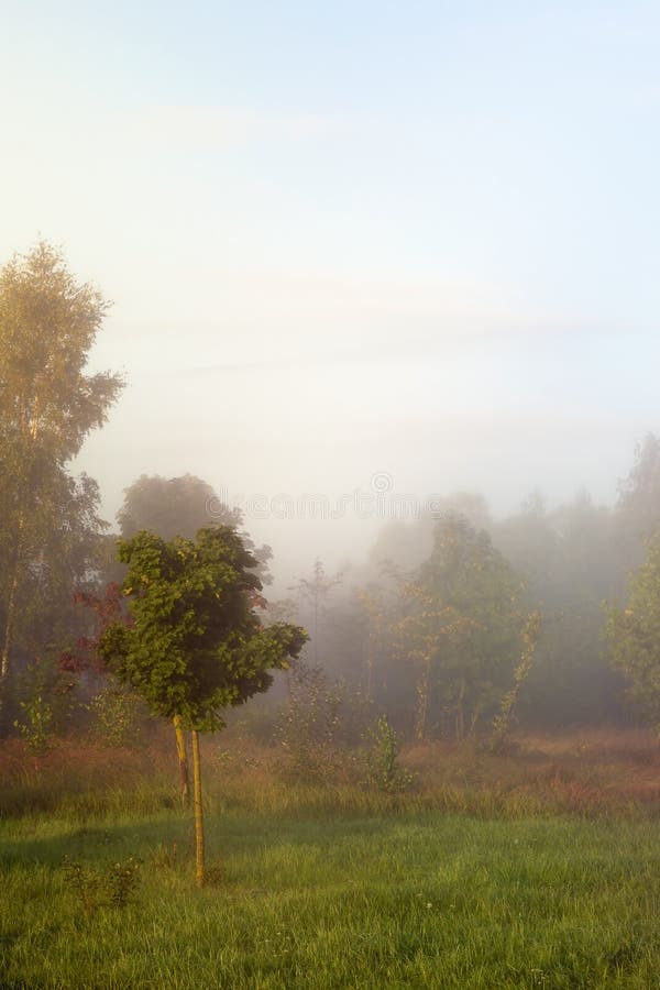 Morning with maple stock image. Image of country, leaves - 101460549