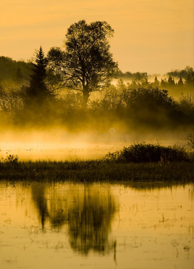 Morning Marsh, Mist, and Tree Stock Image - Image of scenic, lake: 9688207