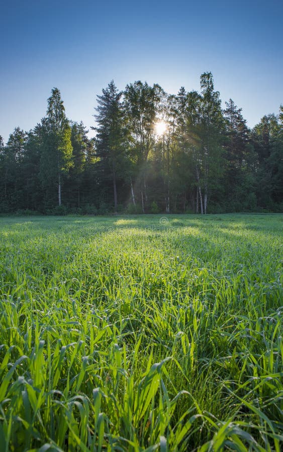Morning Meadow stock image. Image of rural, sunrise, field - 31762517