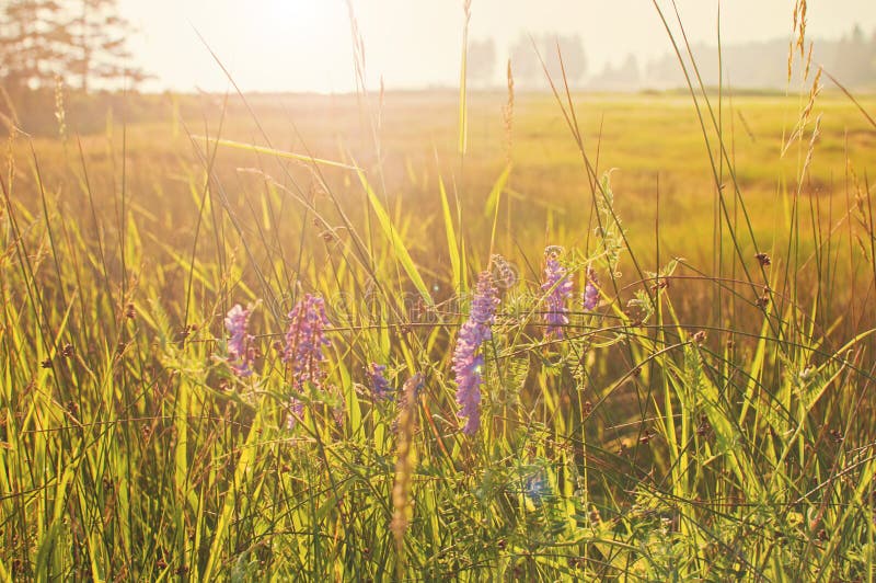 Morning Meadow with Purple Flowers Stock Photo - Image of horizontal ...