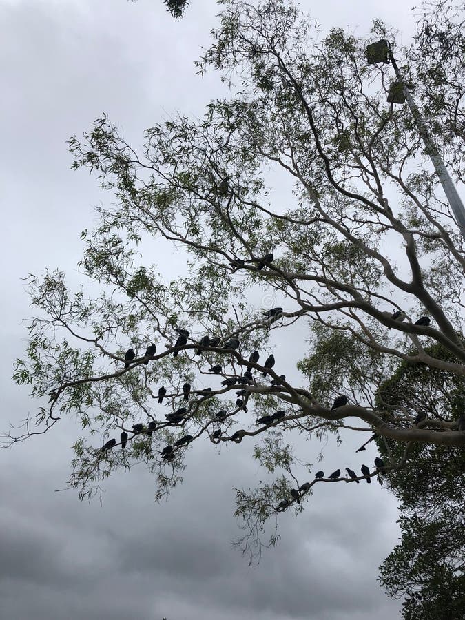 Morning Meeting stock image. Image of park, start, sunrise - 275115501