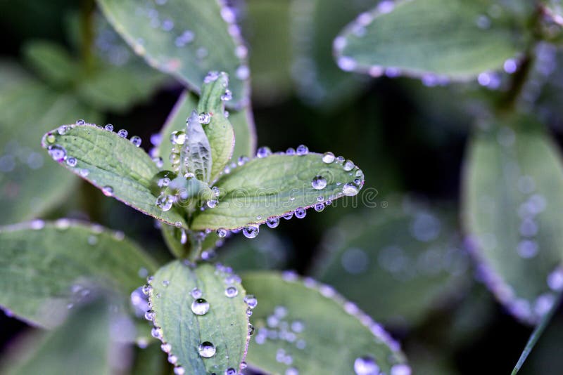 Mint with drops of dew stock image. Image of spearmint - 107406235