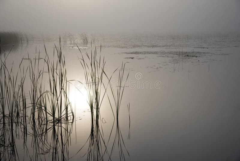Morning Mist- Bohemian Forest Stock Image - Image of environment ...