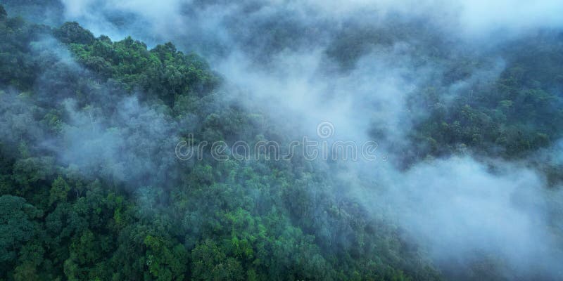 Morning Mist on the Canopy in the Rainforest Stock Image - Image of ...