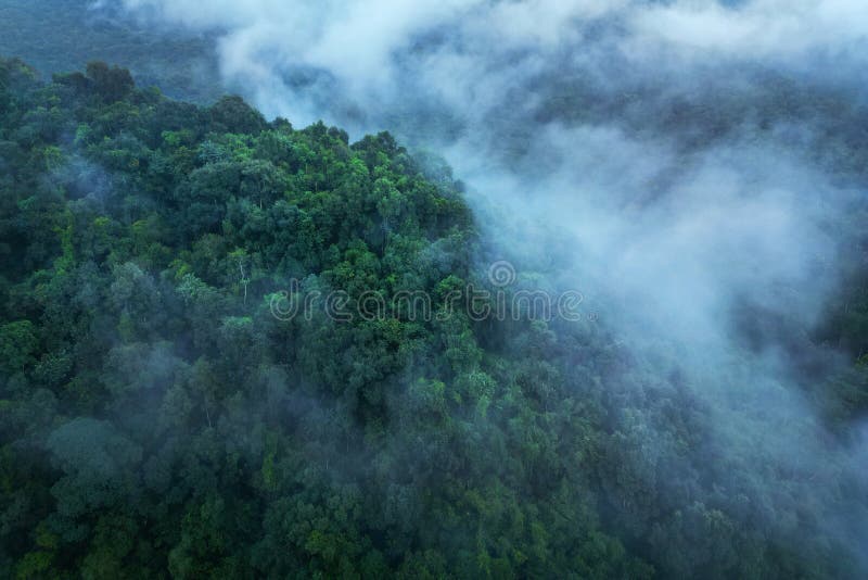 Morning Mist on the Canopy in the Rainforest Stock Image - Image of ...