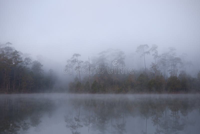 Morning Mist Cover Pine Tree Forest Stock Photo - Image of tree, forest ...