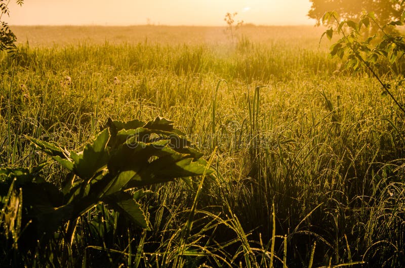 In the Morning Mist and Dew. the Sun S Rays Pass through the Lush ...