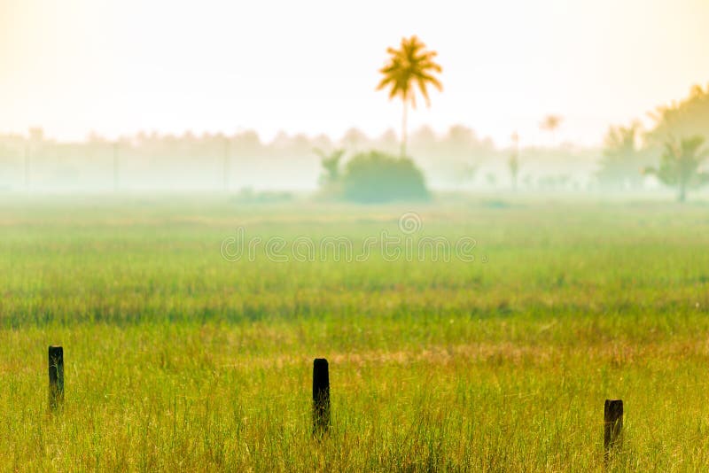 Morning Mist on the Field in a Tropical Stock Image - Image of grass ...