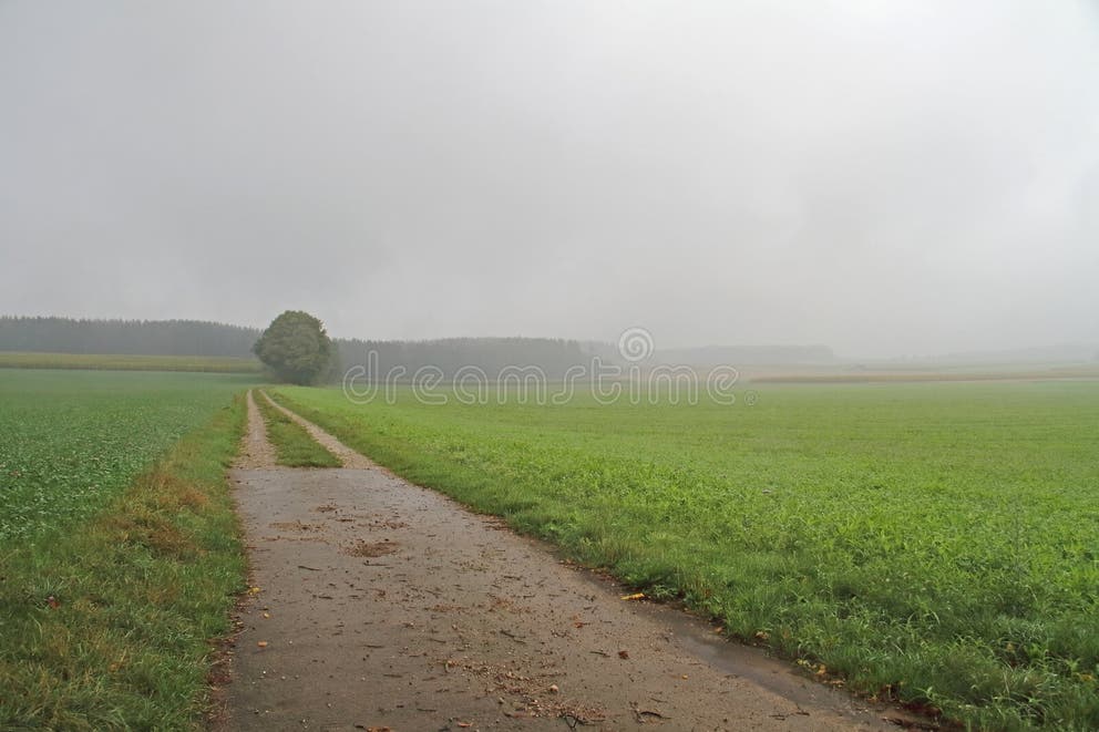 Morning Mist in an Open Field with Meadows and Sunlight Stock Image ...