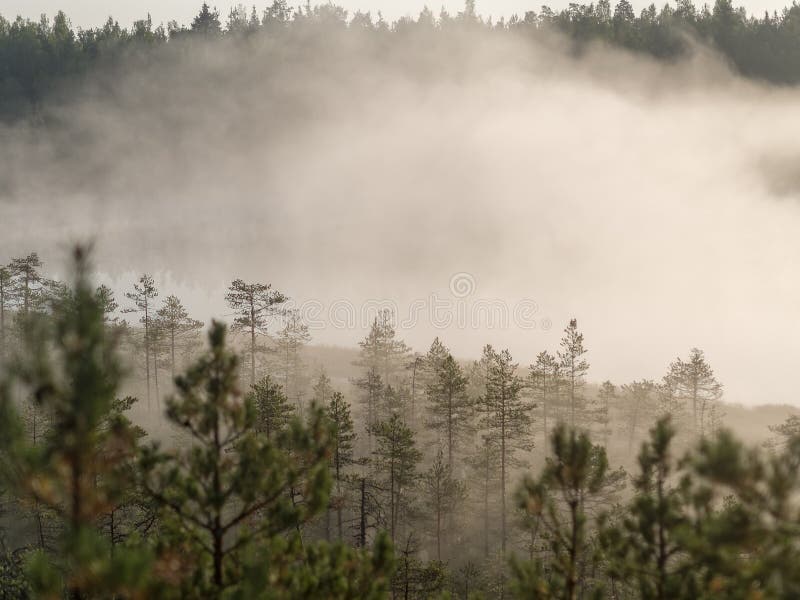 Morning Mist Over the Marsh Stock Image - Image of summer, beauty: 43470001