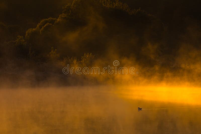 Morning Mist Over the Surface of Water Stock Photo - Image of outdoor ...