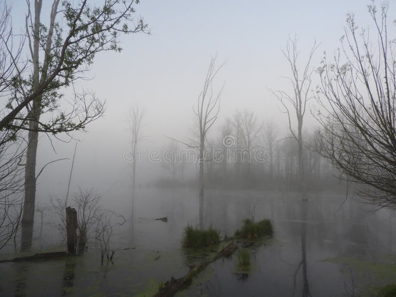 Morning Fog Covers Swamp Created by Beaver Stock Image - Image of ...