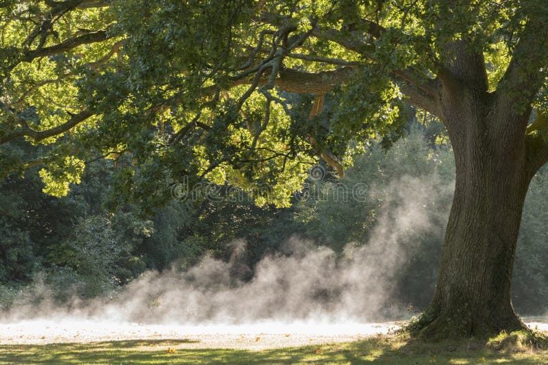 Morning Mist Rising on Southampton Common Stock Photo - Image of haze ...