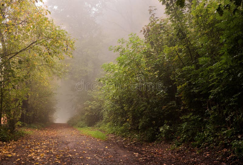 Morning Mist on a Rural Road Stock Photo - Image of sunbeams, morning ...