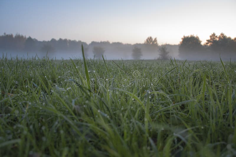 Morning Mist and Tiny Drops of Dew Stock Image - Image of plant, focus ...