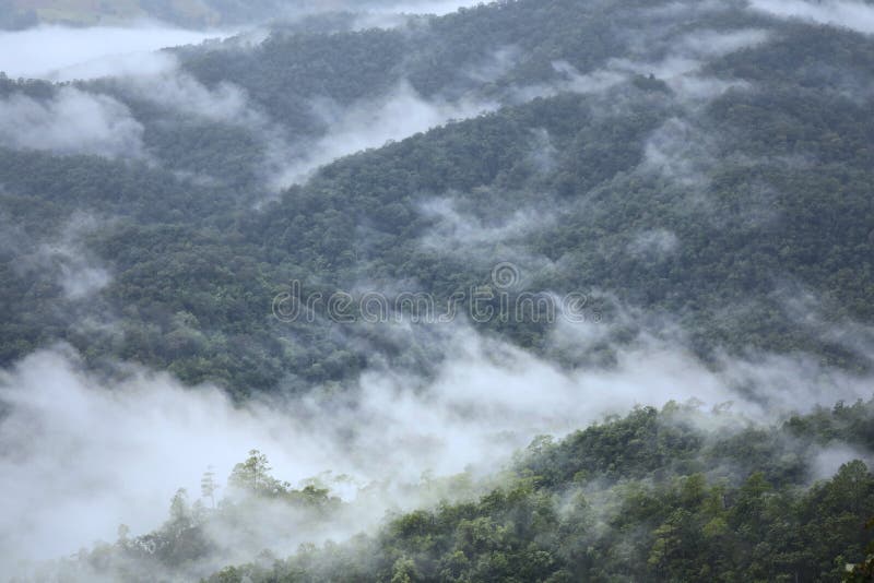 Morning Mist on Top of Mountain in Deep Forest Stock Image - Image of ...