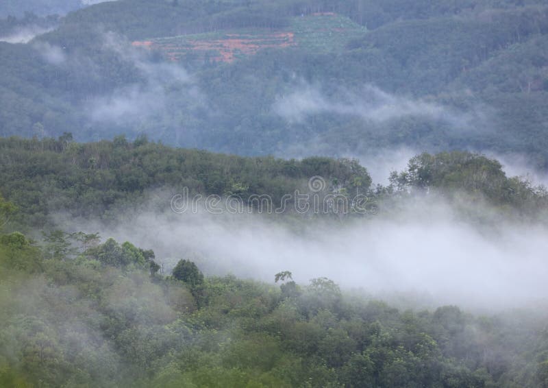 Morning Mist on Top of Mountain in Deep Forest. Stock Photo - Image of ...