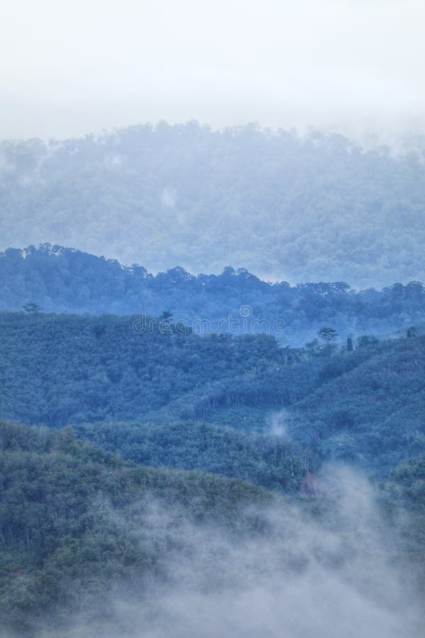 Morning Mist on Top of Mountain in Deep Forest. Stock Photo - Image of ...