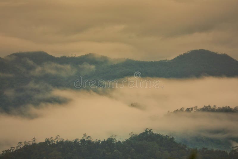 Morning Mist on Top of Mountain in Deep Forest. Stock Photo - Image of ...