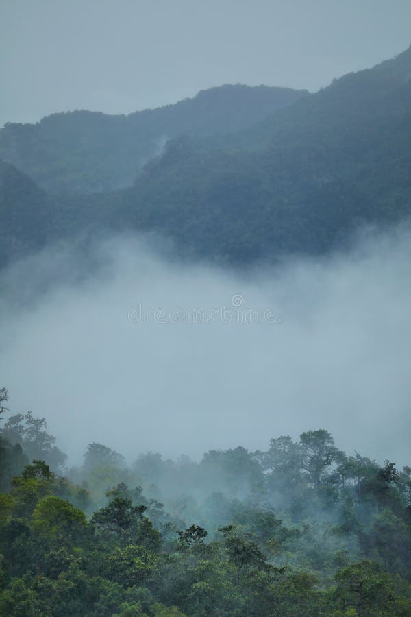 Morning Mist on Top of Mountain in Deep Forest. Stock Photo - Image of ...