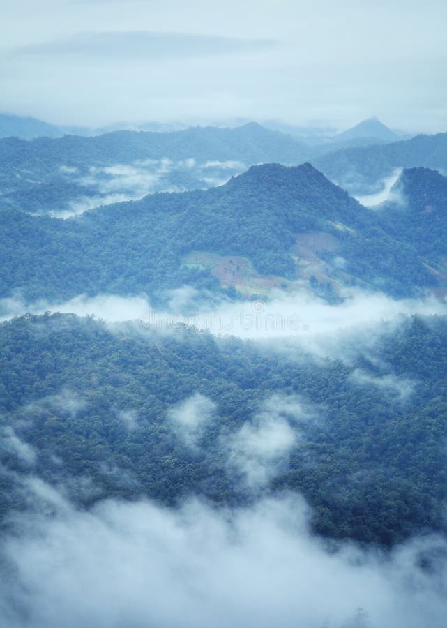 Morning Mist on Top of Mountain in Deep Forest. Stock Image - Image of ...