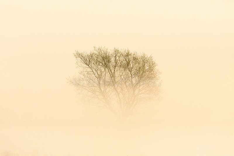 Sunset with a Single Tree in Silhouette Stock Image - Image of alone ...