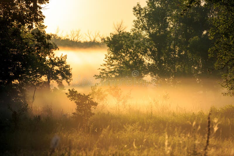 Morning mist among trees stock image. Image of misty - 55159887