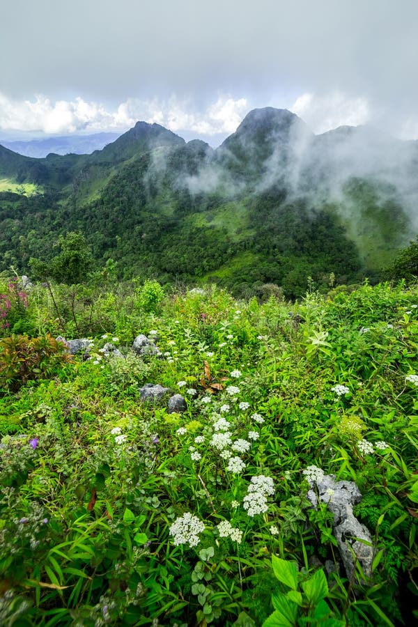 Morning Mist at Tropical Rain Forest Stock Photo - Image of extreme ...