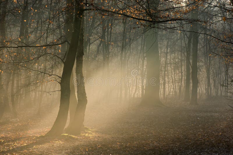 Morning mist in a wood stock image. Image of evening, mist - 6319291