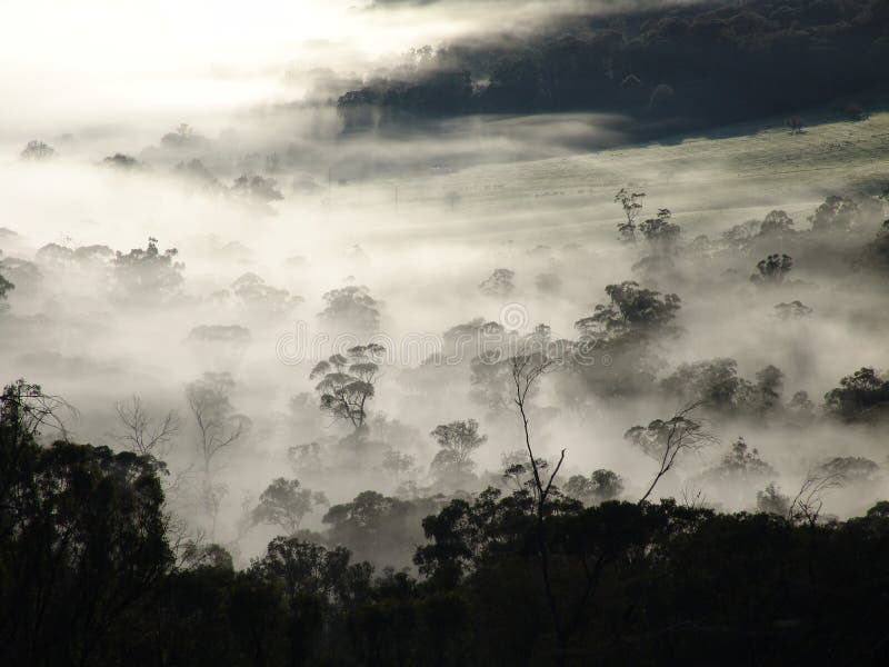 Mist Over Silhouetted Forest Stock Photo - Image of moody, treetops ...