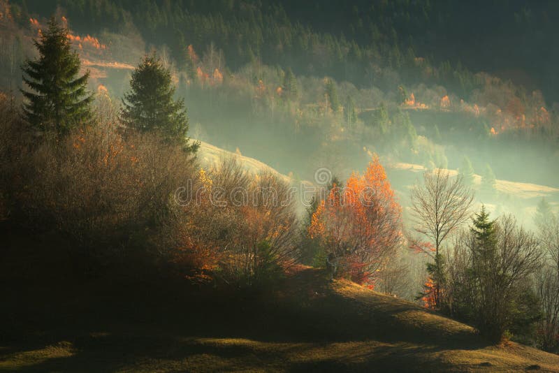 Foggy autumn morning stock photo. Image of forest, ground - 30159178