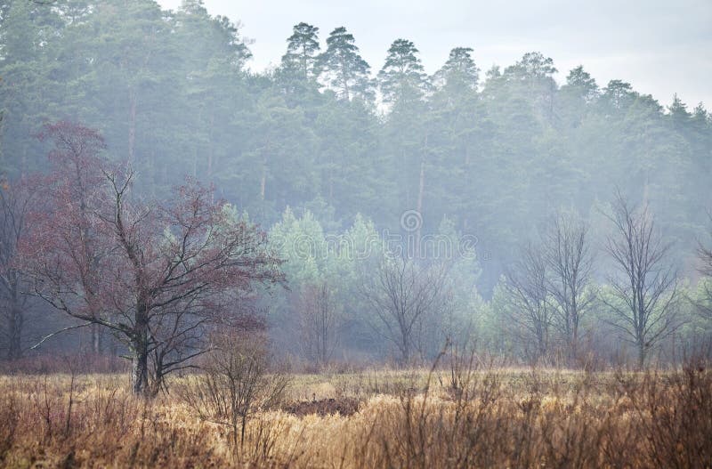 Morning mistv stock photo. Image of carpet, golden, beauty - 27675102