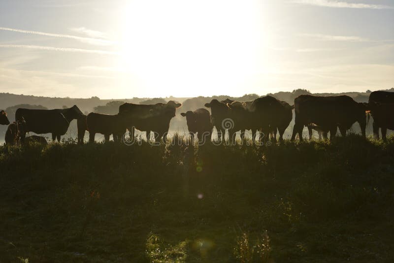 Morning misty cows stock photo. Image of farm, mist, cows - 76758542