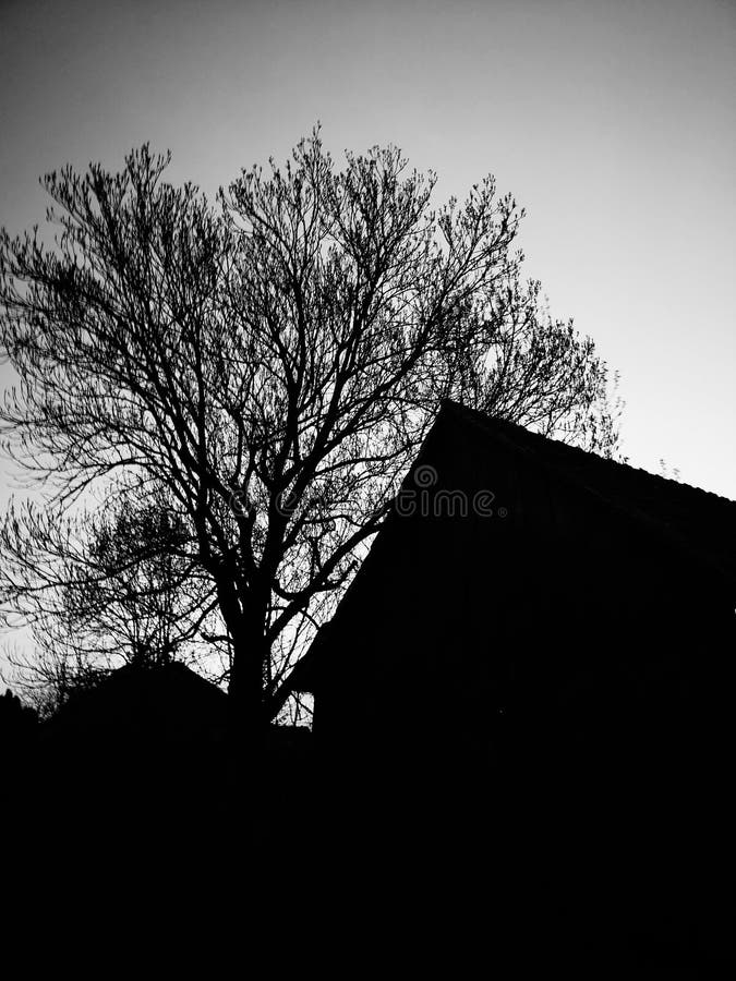 Morning monochrome tree stock image. Image of photograph - 179722137