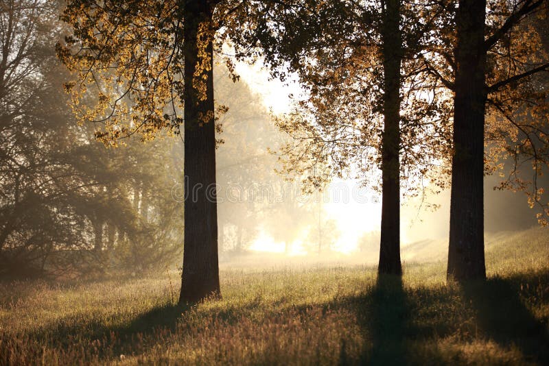 Morning mood stock image. Image of moody, nature, mystic - 76230807