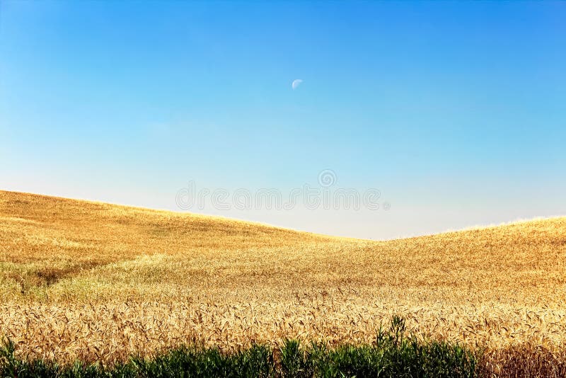 A Morning Moon Above a Prairie Barley Field Stock Image - Image of ...