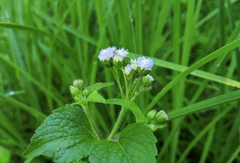Morning Moon Flower, Grows in Bloom with a Beautiful White Color Stock ...
