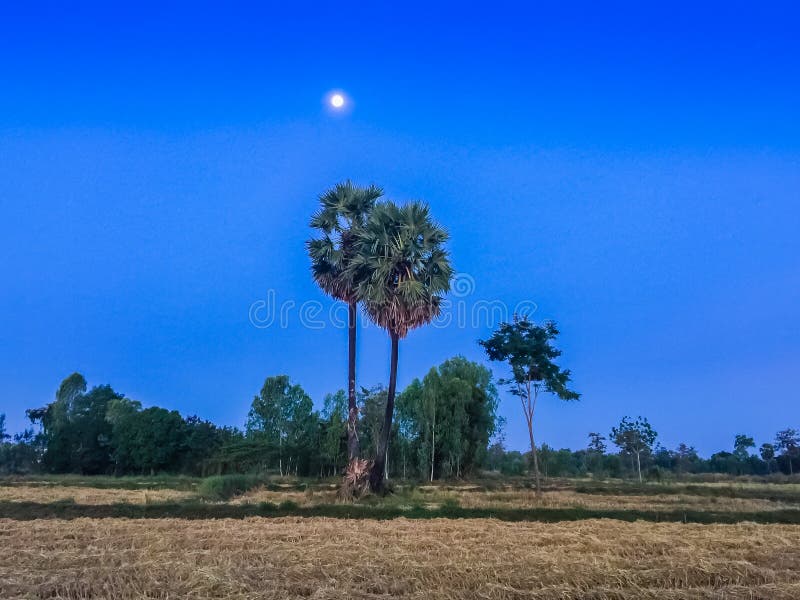 Morning Moon In The Rice Field After Harvested Stock Image - Image of ...