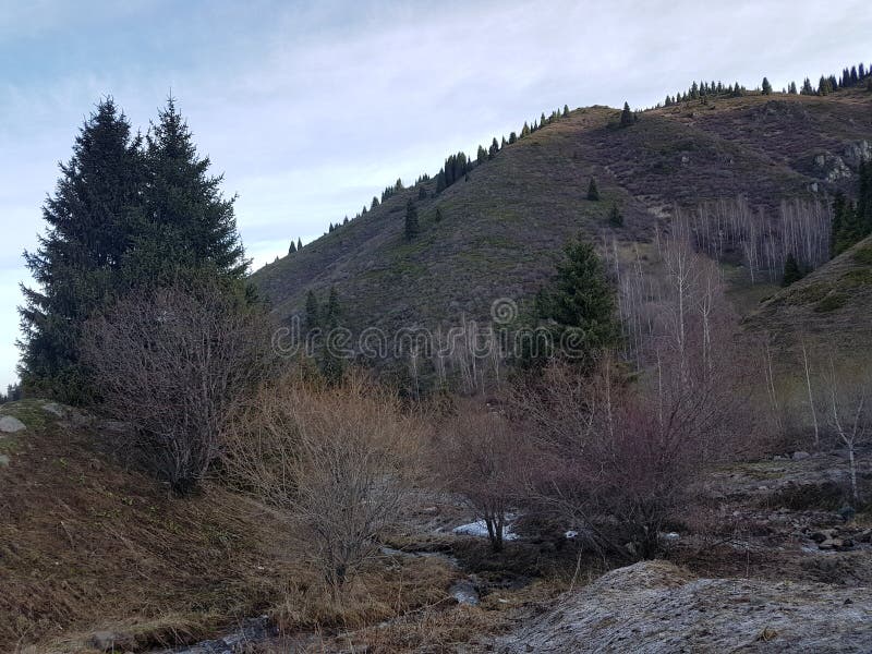 Morning in the Mountain Forest. Stock Photo - Image of mountain, spring ...