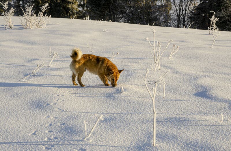 Morning in the Mountains Red Dog Blue Shadows from the Sun Cute ...