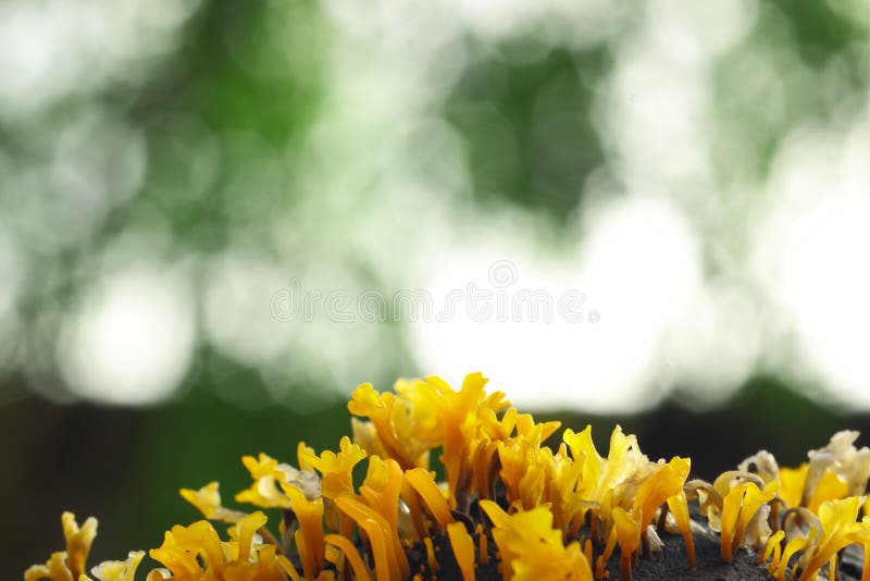 Morning mushroom stock image. Image of vegetation, fungoid - 28275221