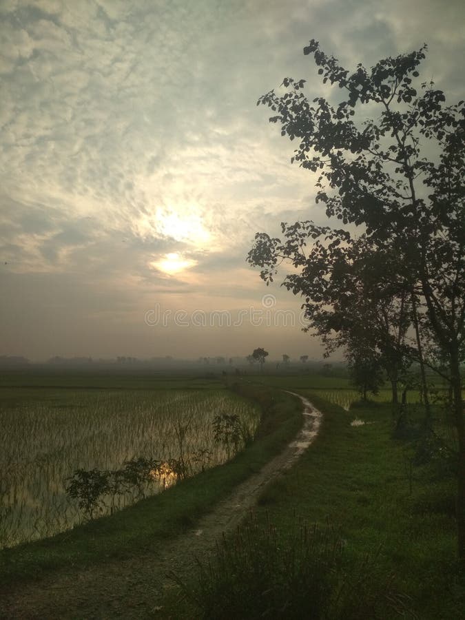 Morning at my village stock photo. Image of dawn, field - 262556640