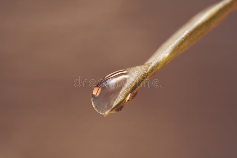 Morning Nature Background with Beautiful Drop Stock Image - Image of ...