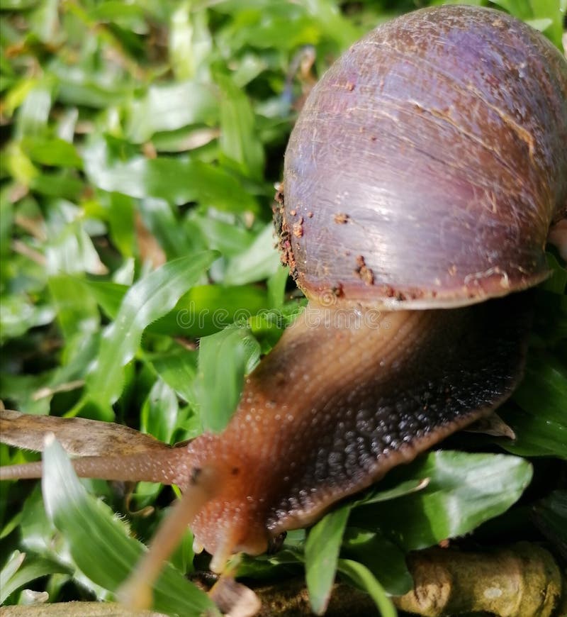 The Little snail stock photo. Image of naked, yearsand - 207013616