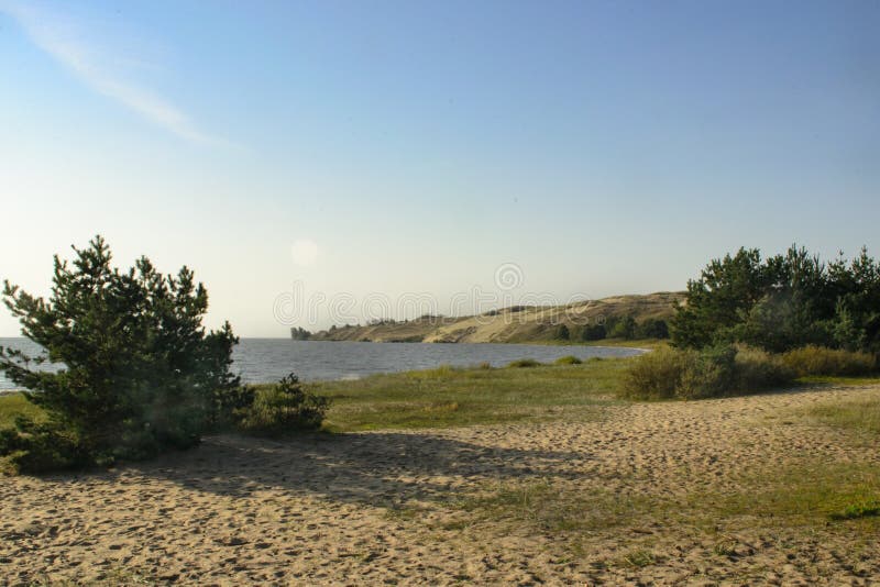Sandy shore stock photo. Image of outdoor, pine, natural - 100898908