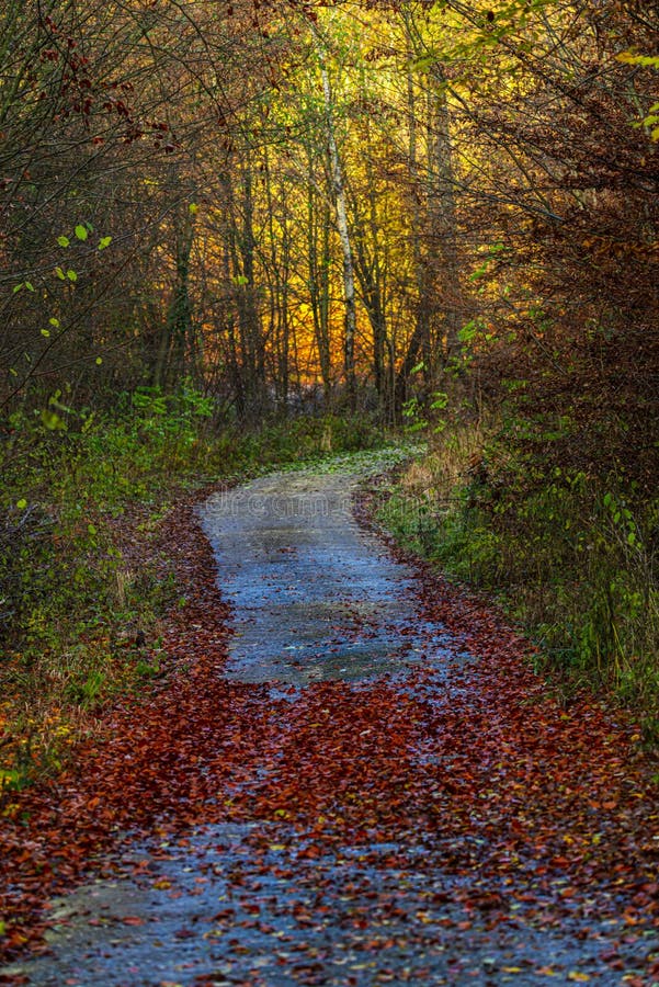 Morning Landscape In The November Day Stock Image - Image of fall ...