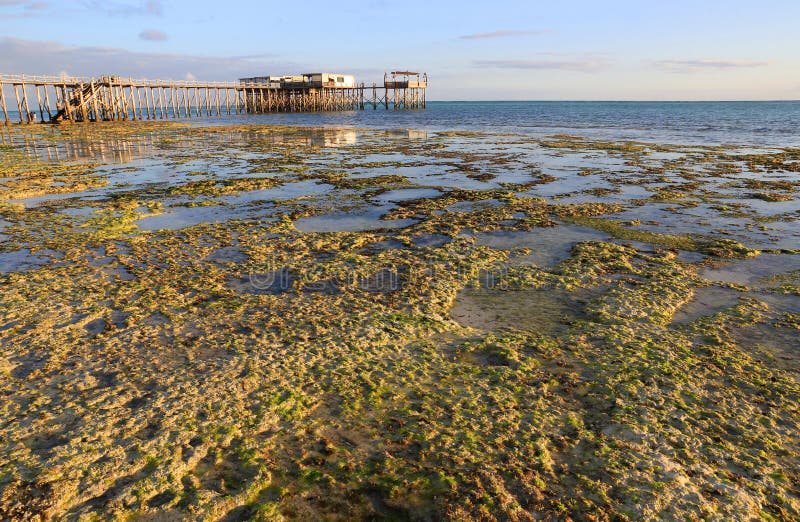 Morning on Ocean after Low Tide Stock Photo - Image of holiday, corals ...
