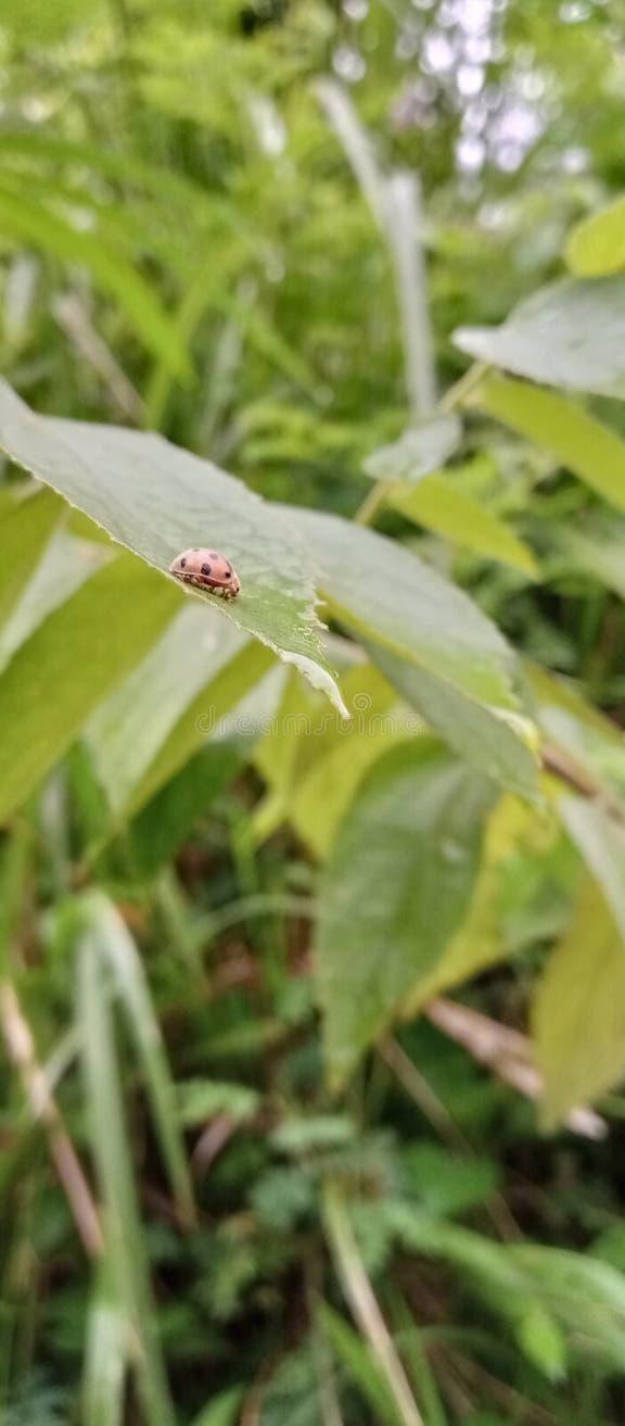 Morning orange motled bug stock photo. Image of meal - 240095128